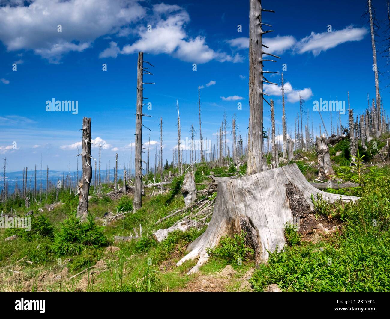 Dead Tree Acid Rain High Resolution Stock Photography and Images - Alamy