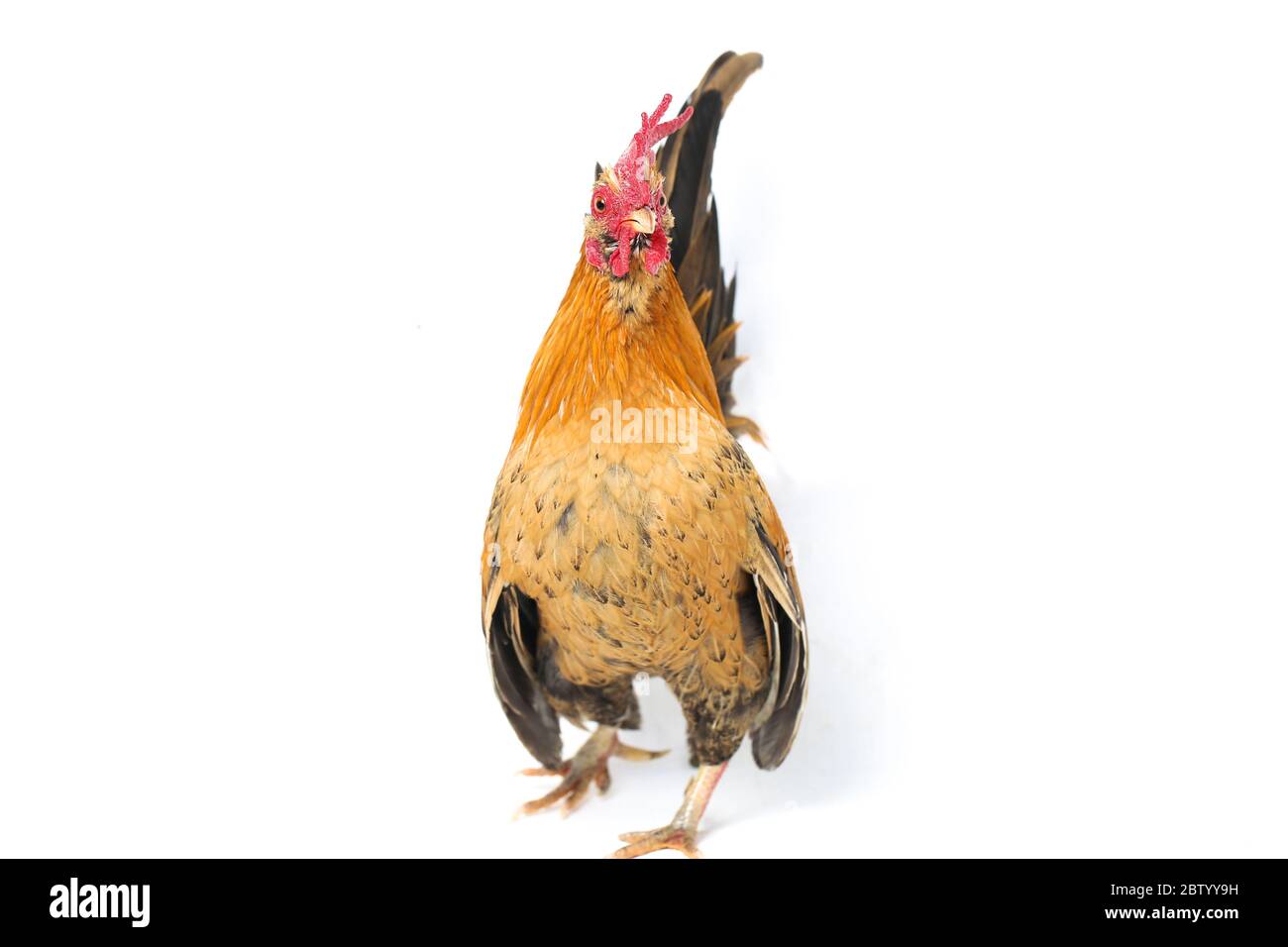 Rooster bantam chicken or Ayam kate is any small variety of fowl ...