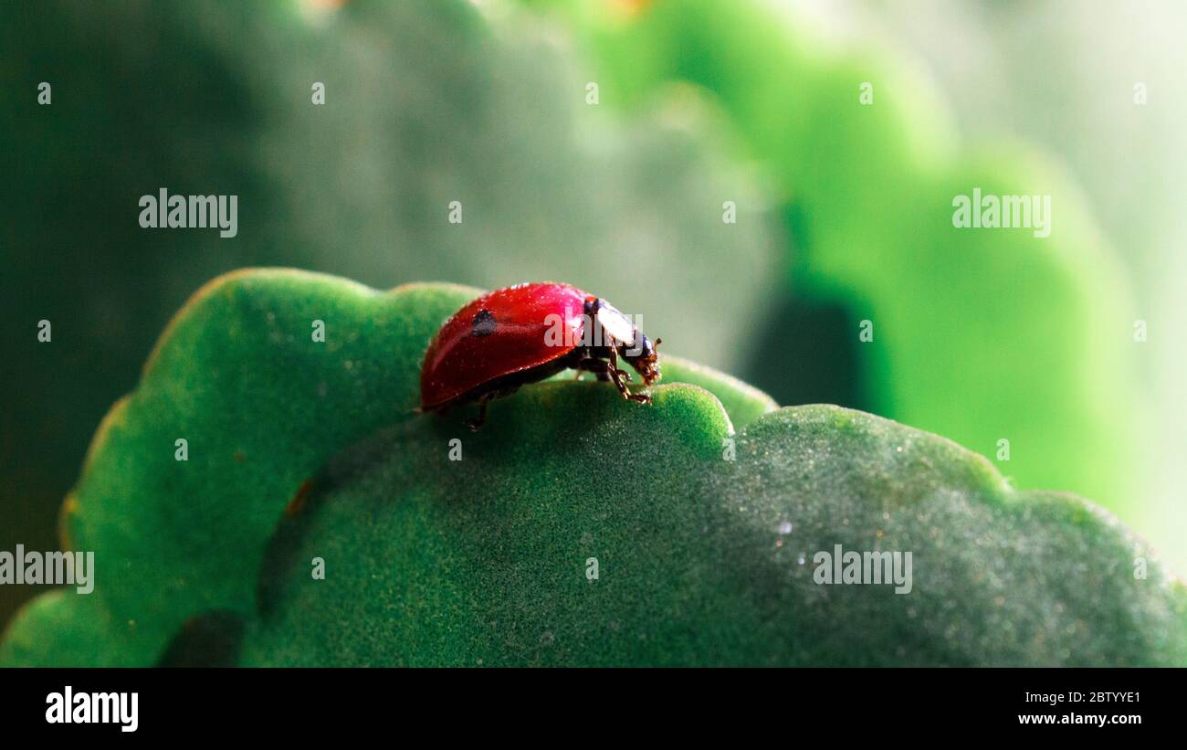 Macro of ladybug on a blade of grass in the morning sun Ladybug - bug ...