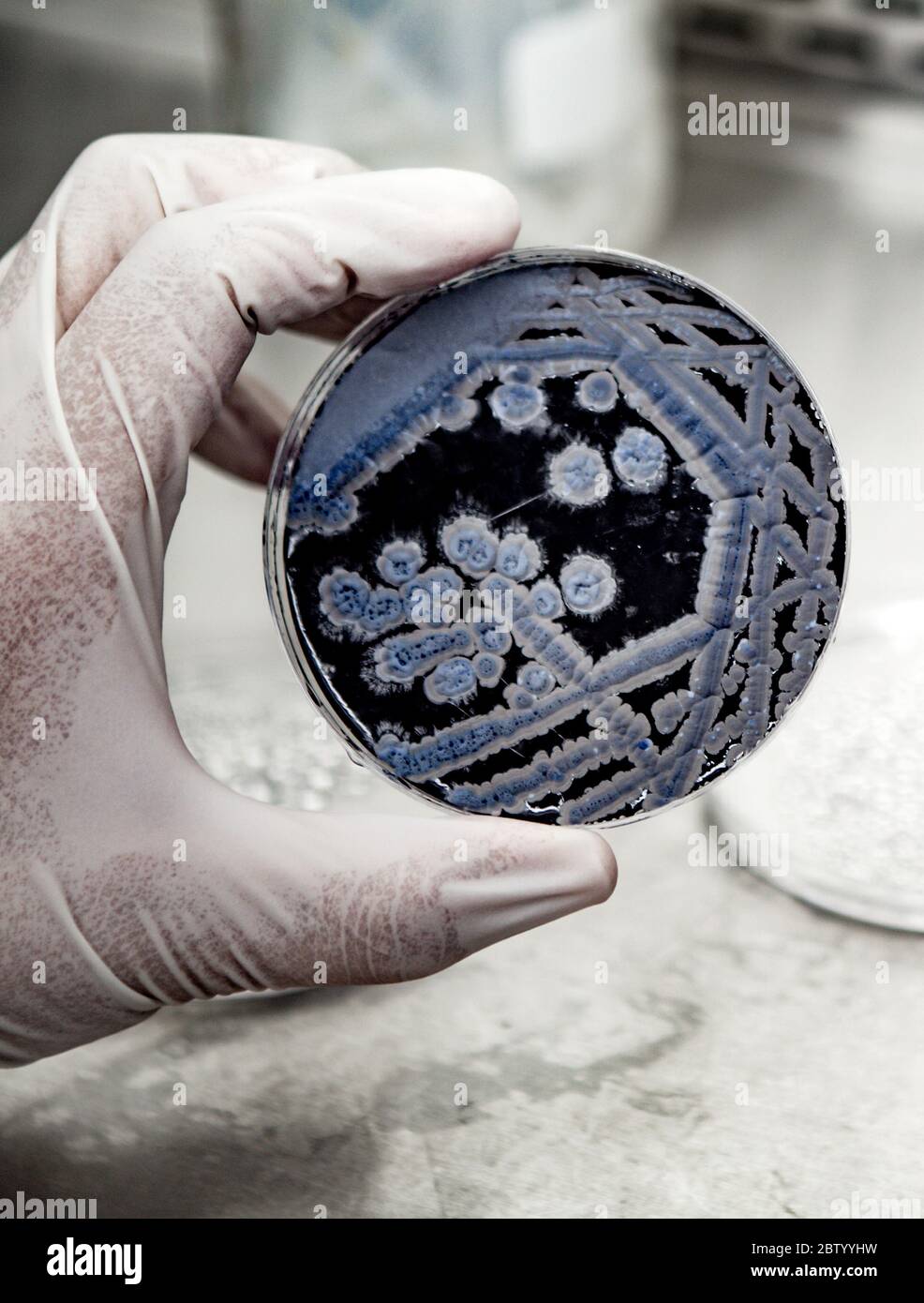 Biomass energy research conducted in laboratory Stock Photo - Alamy
