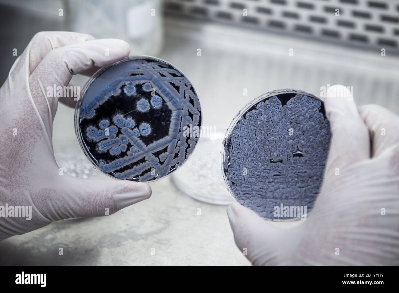 Biomass energy research conducted in laboratory Stock Photo - Alamy