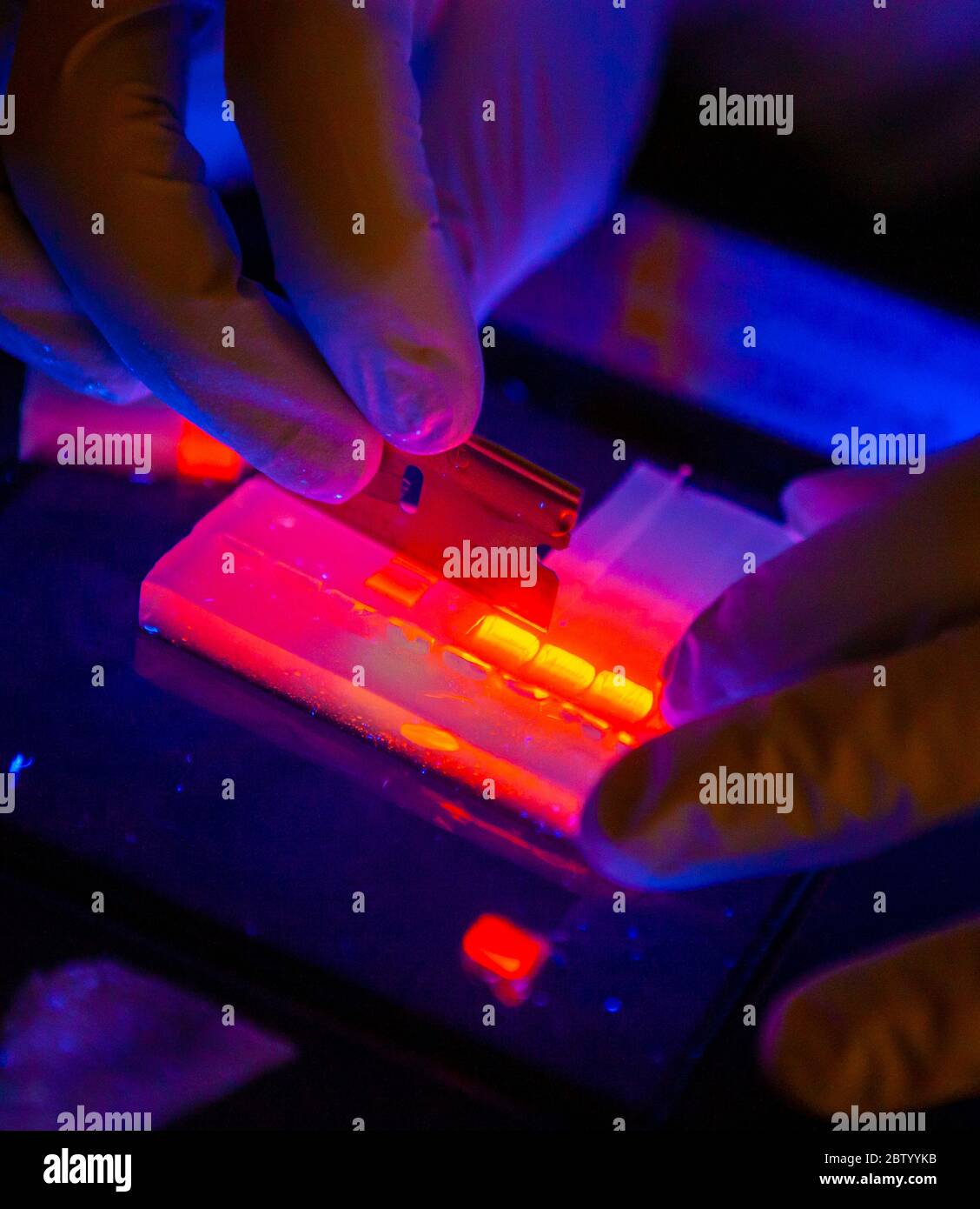 Technician conducts biomass energy DNA research conducted in lab Stock ...