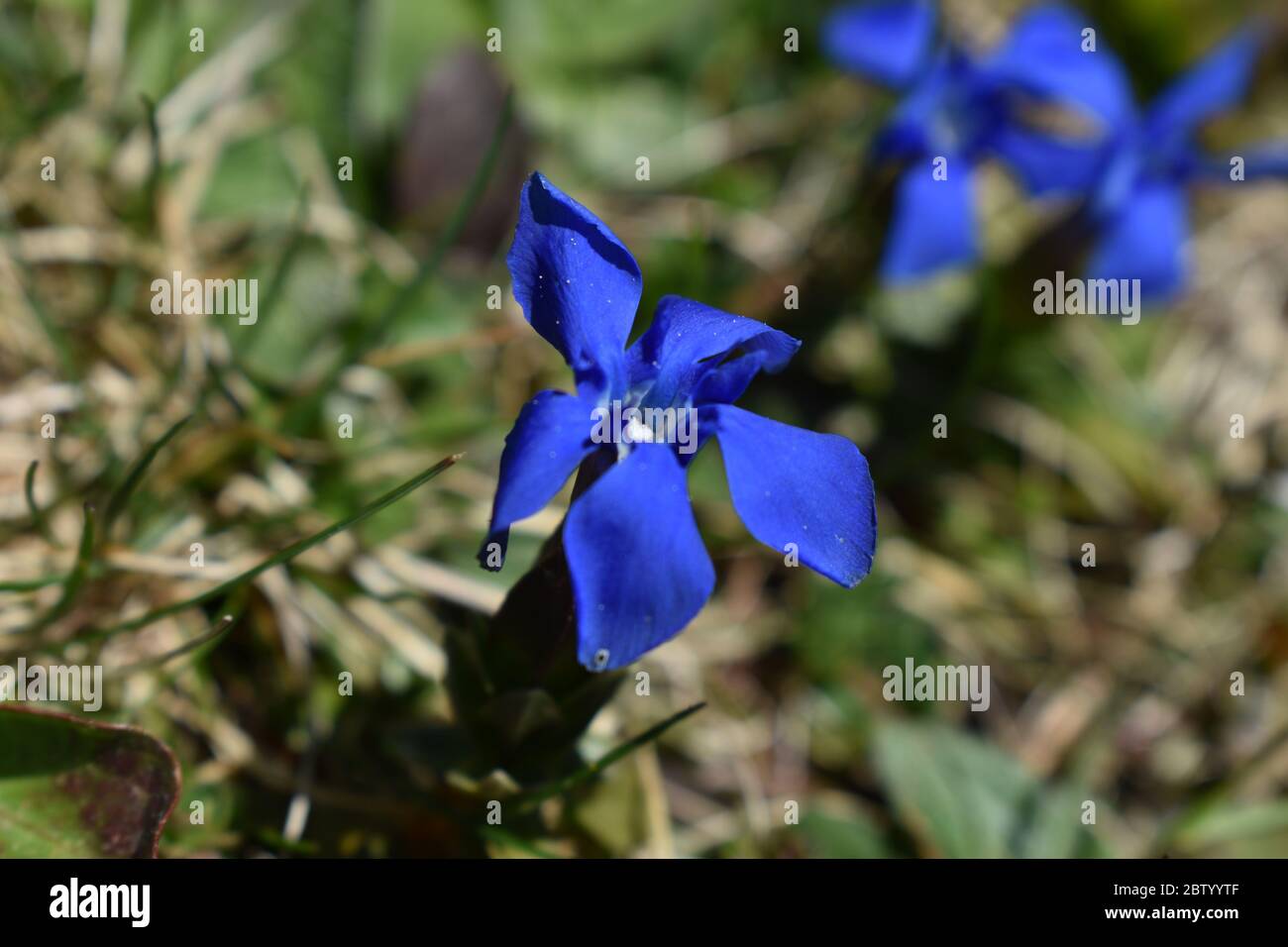 Blue enzian flower in the swiss alps Stock Photo - Alamy