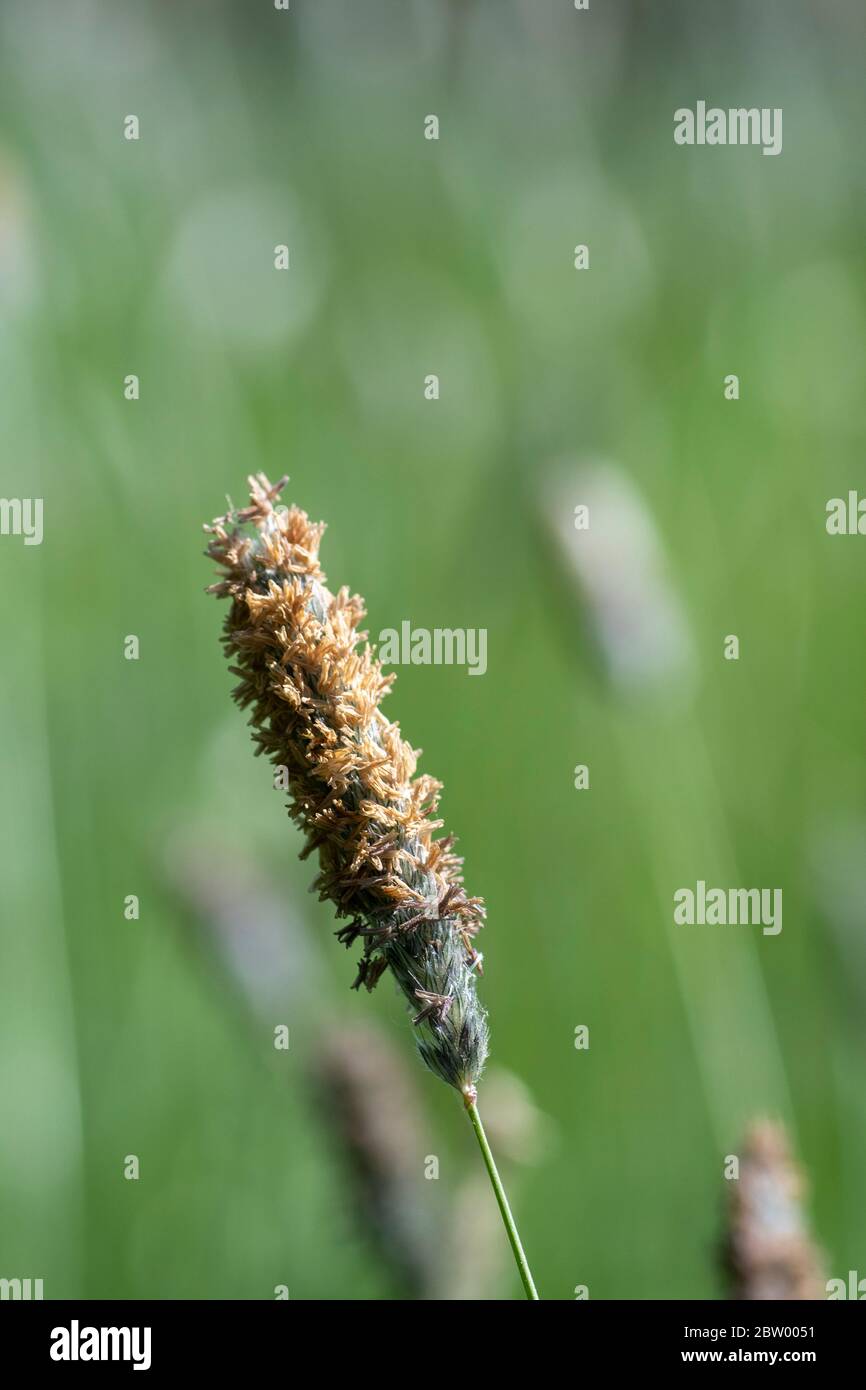 Timothy grass (Phleum pratense Stock Photo - Alamy