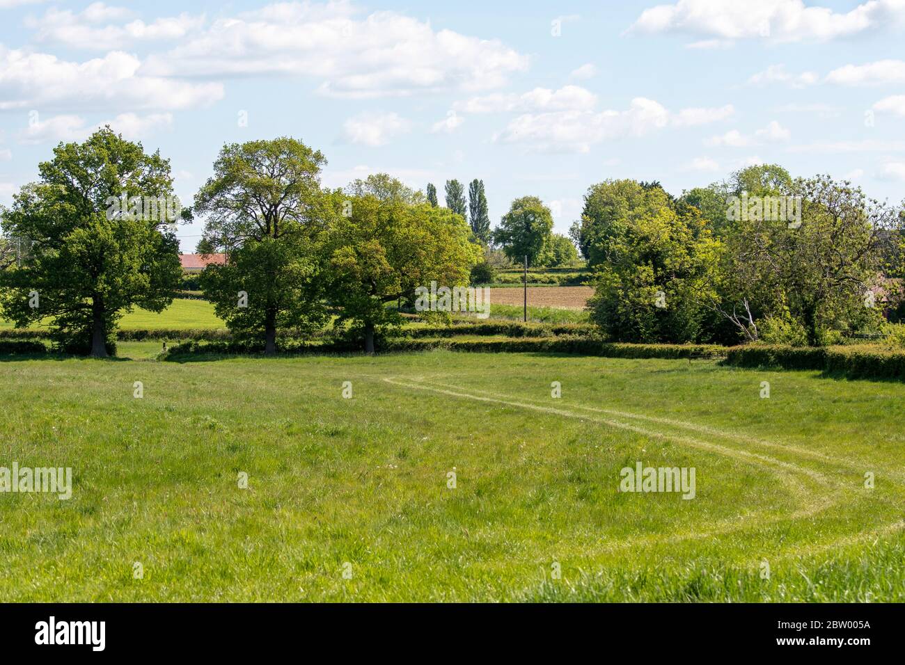 Track through meadow Stock Photo - Alamy