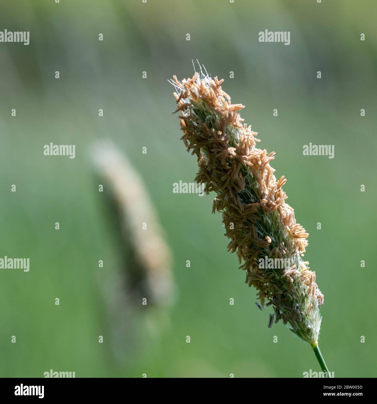 Timothy grass (Phleum pratense Stock Photo - Alamy