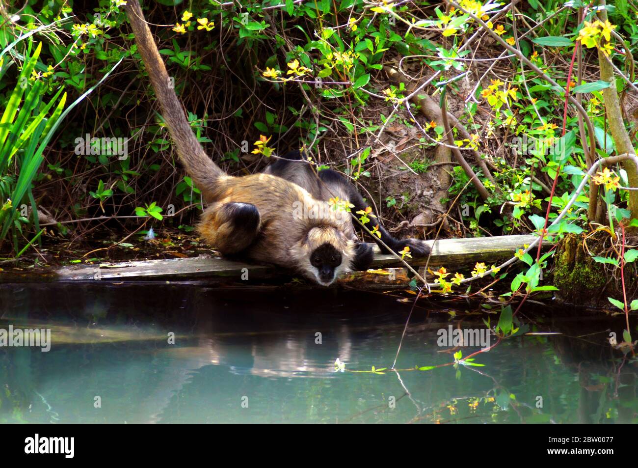 Brown Spider Monkey cautiously drinks from pool while kneeling on a ...