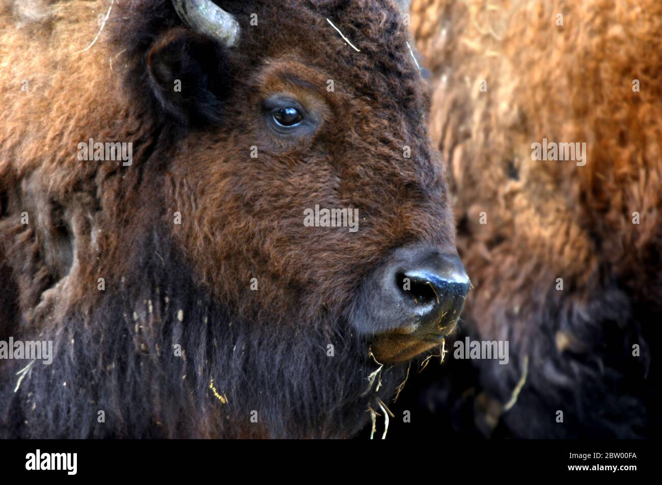 North American Bison Face