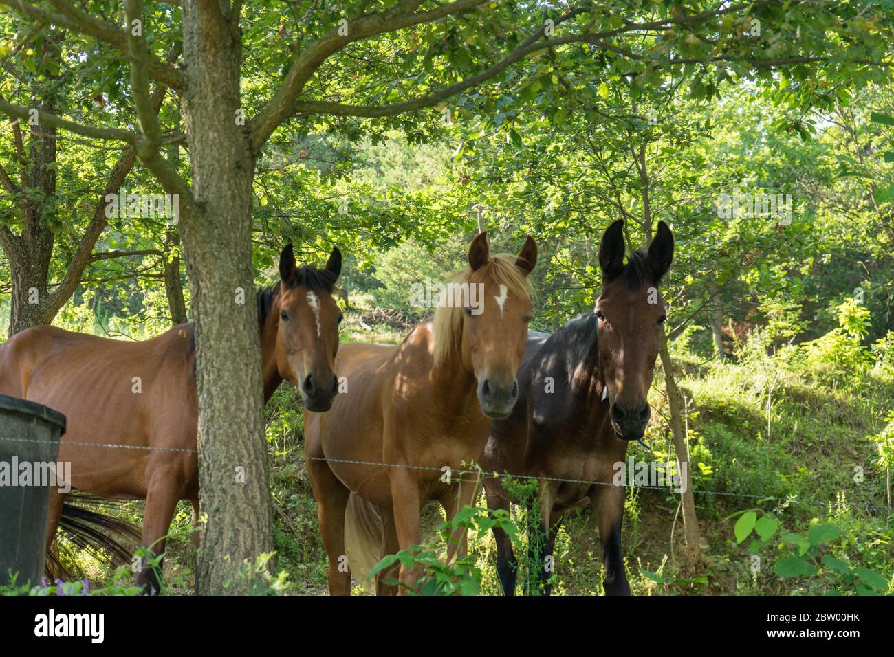 Horses under the trees hi-res stock photography and images - Alamy