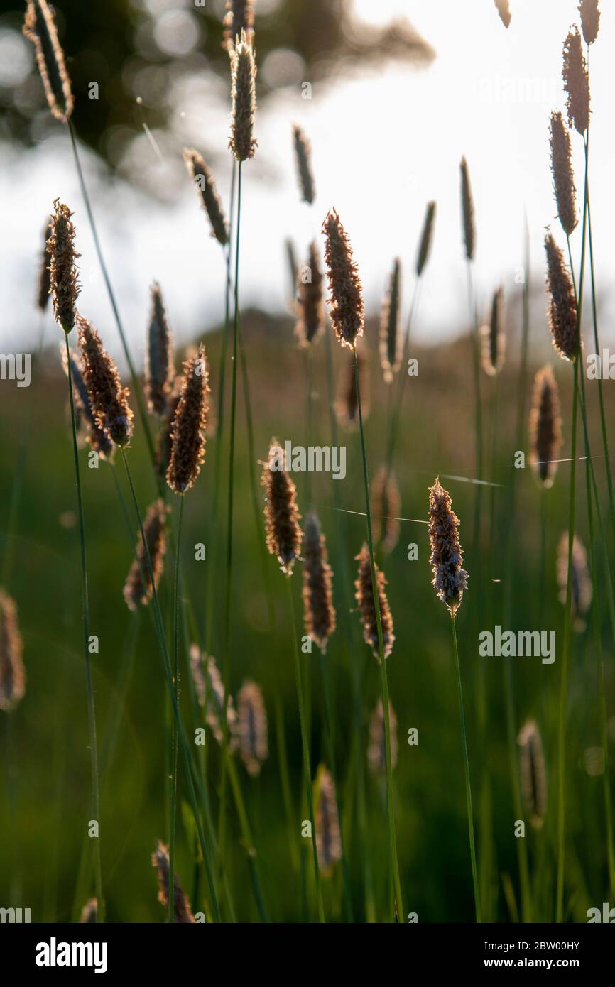 Timothy grass (Phleum pratense Stock Photo - Alamy