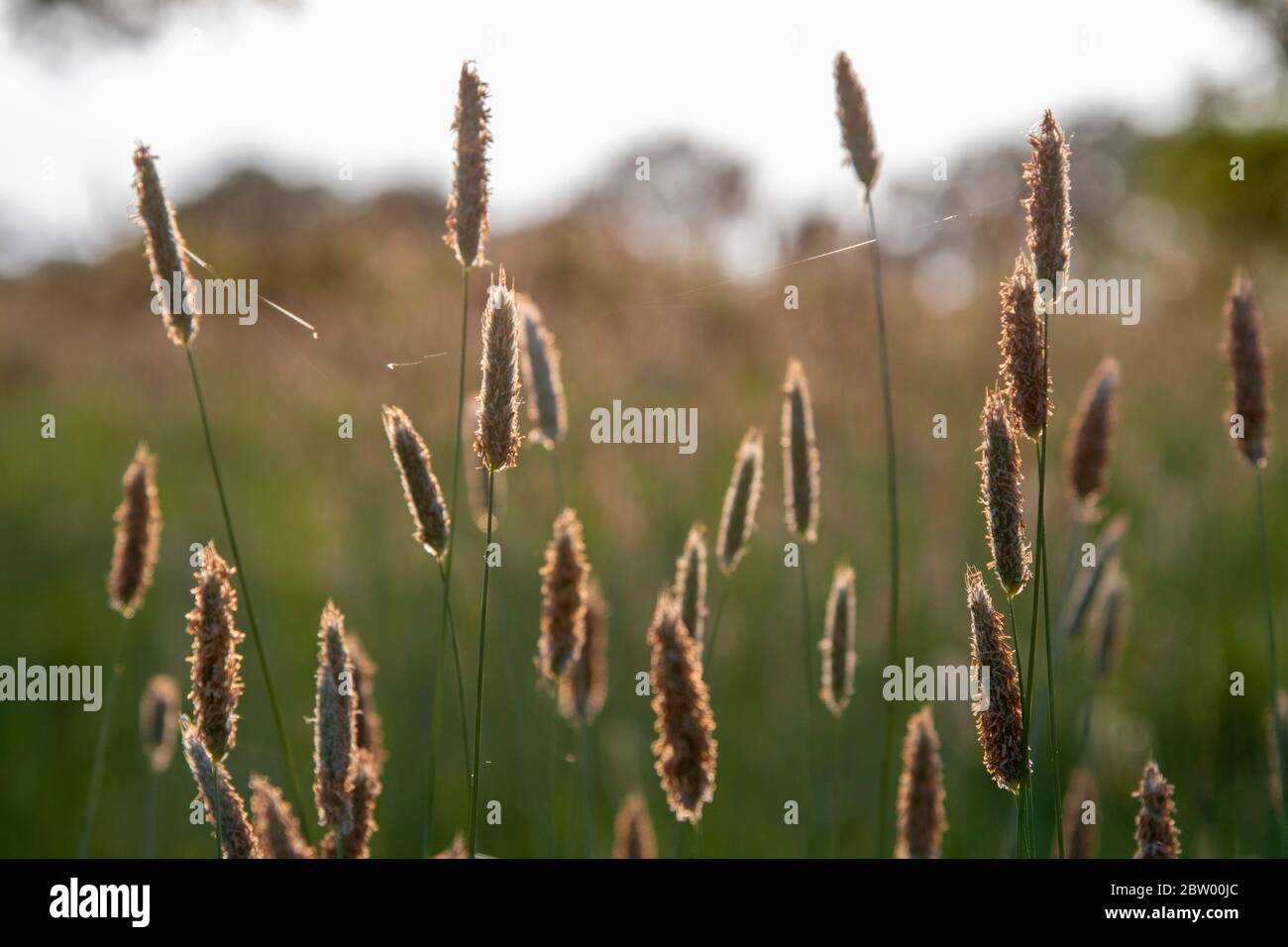 Timothy grass (Phleum pratense Stock Photo - Alamy