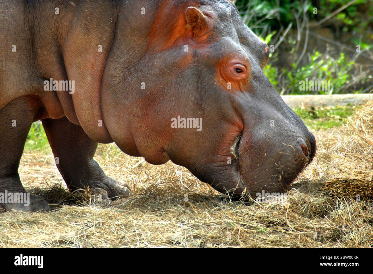 Closeup of hippo eating hay. Image shows profile of head Stock Photo ...