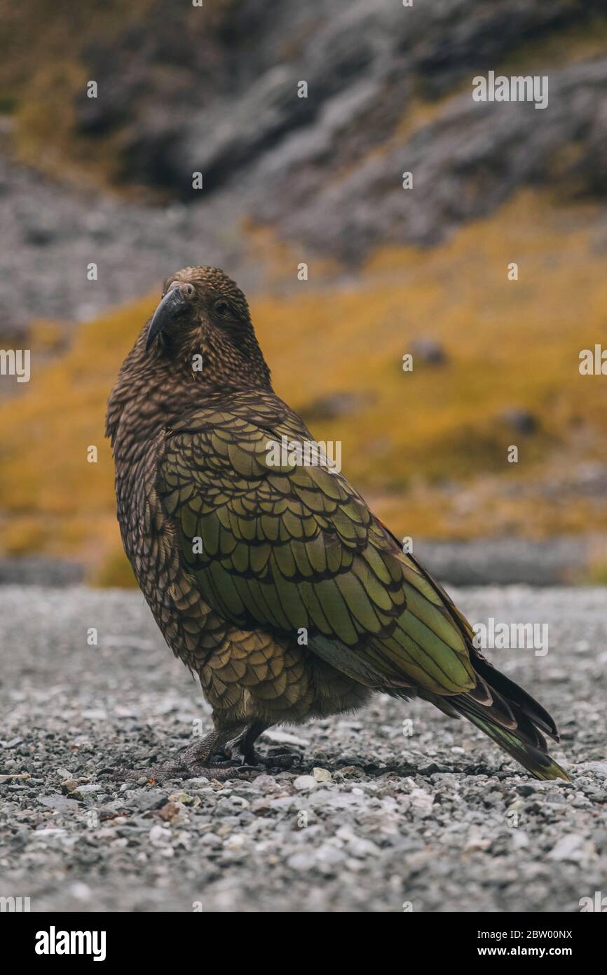 Kea portrait, a native bird of New Zealand at Milford Sound Stock Photo ...