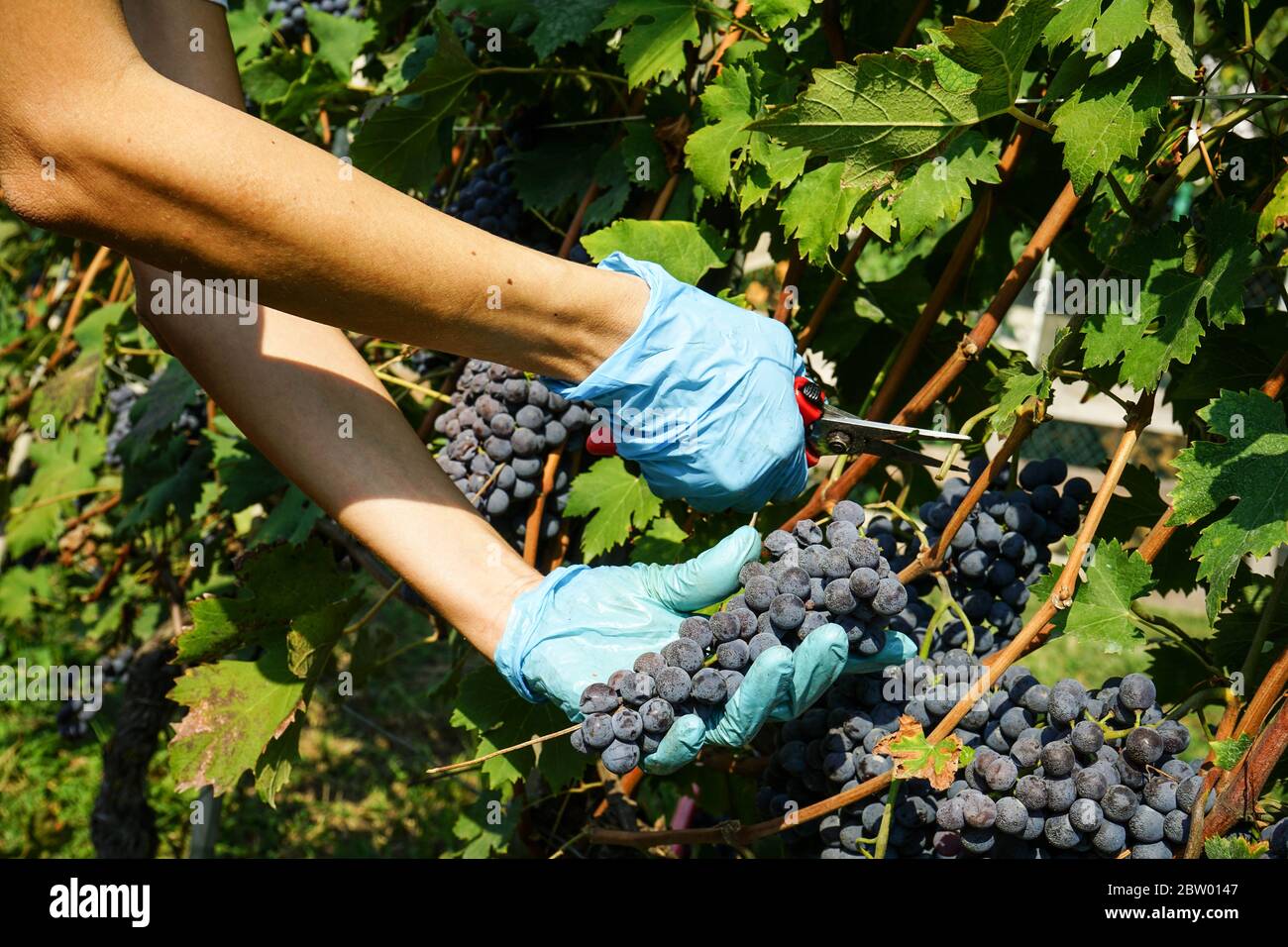 Cutting of grape bunches during the harvest in the Cannubi region in ...