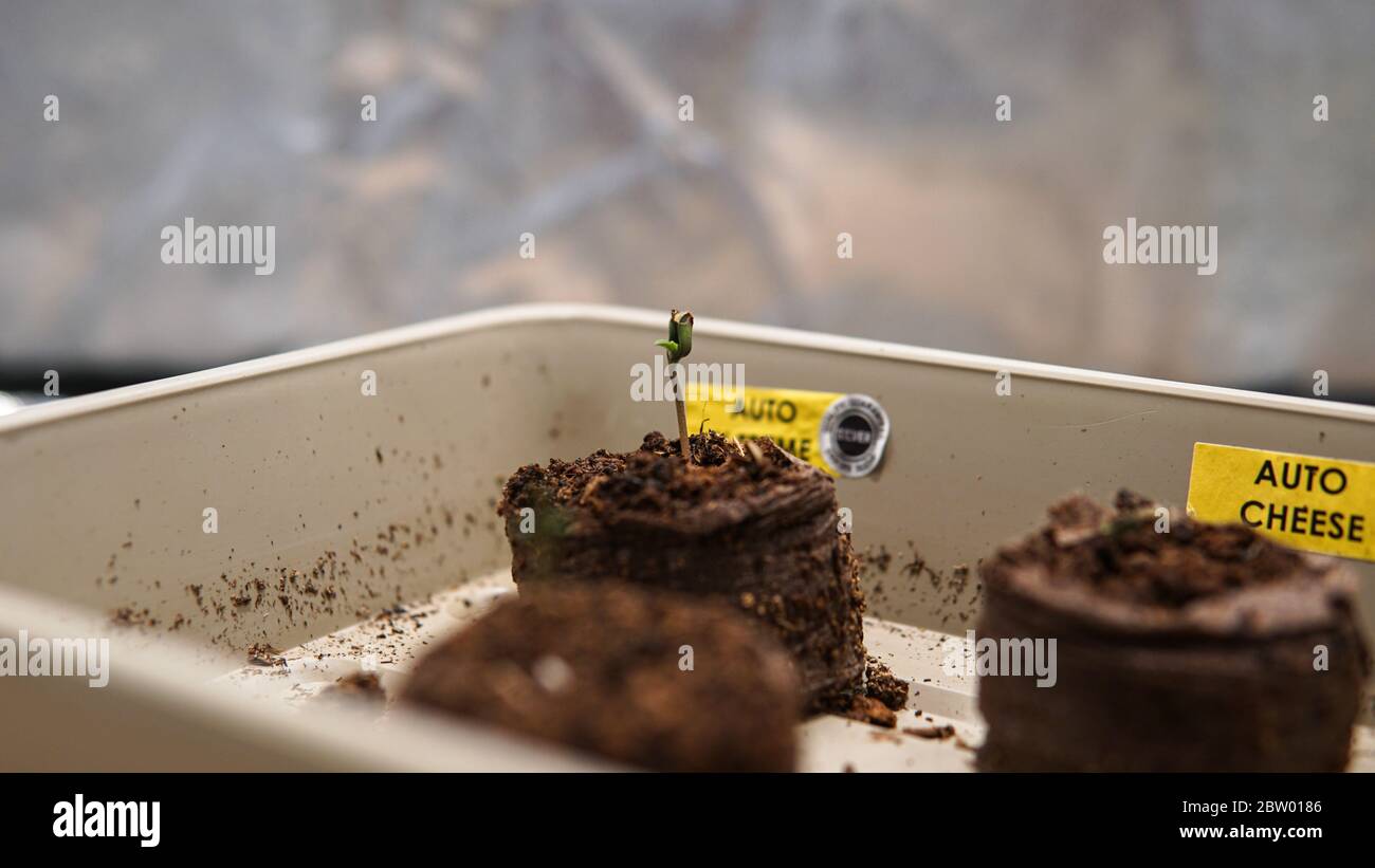 growing marijuana sprouts from grains Stock Photo - Alamy