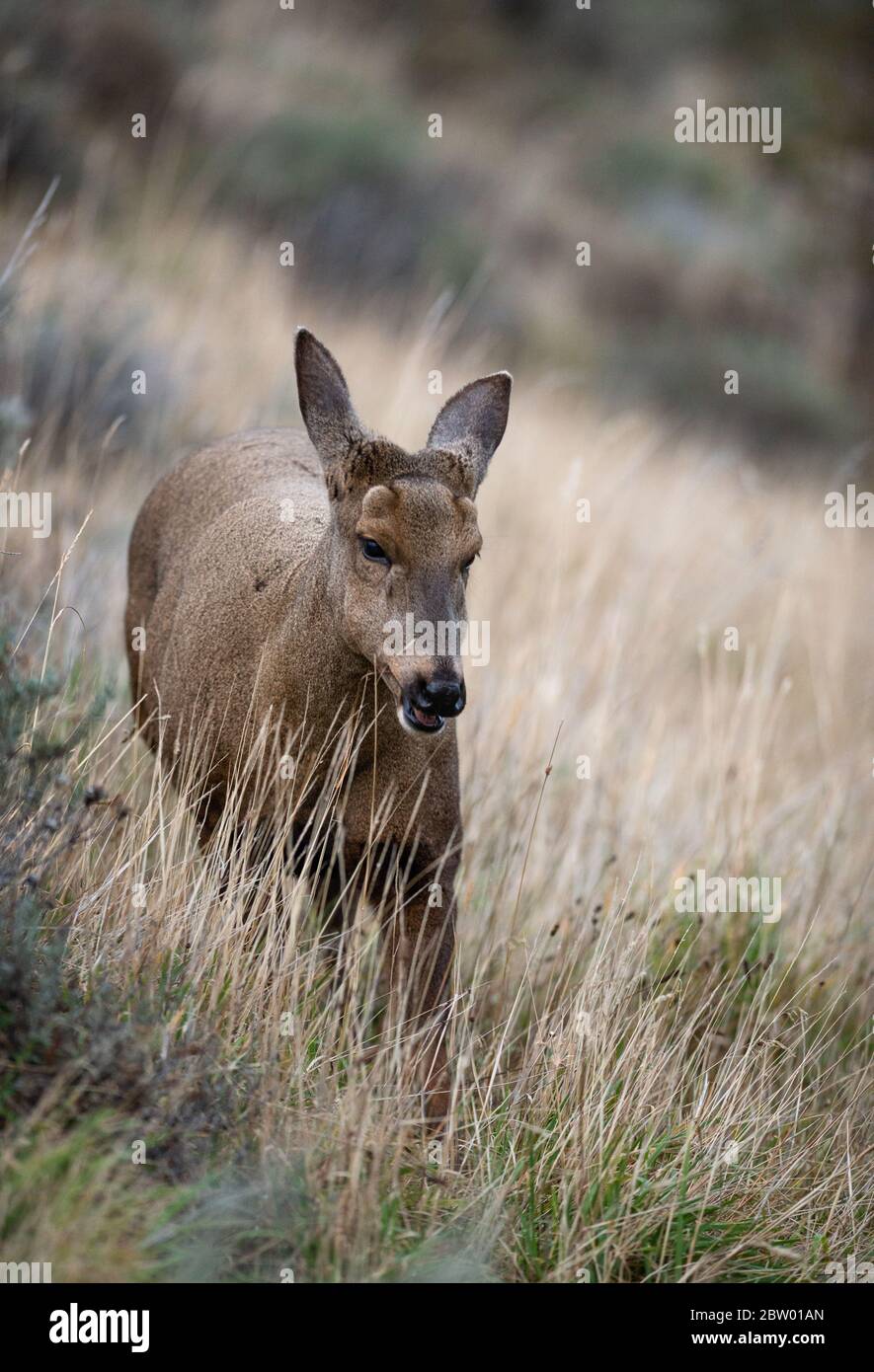 A Huemul deer (Hippocamelus bisulcus) from Torres del Paine, Chile ...