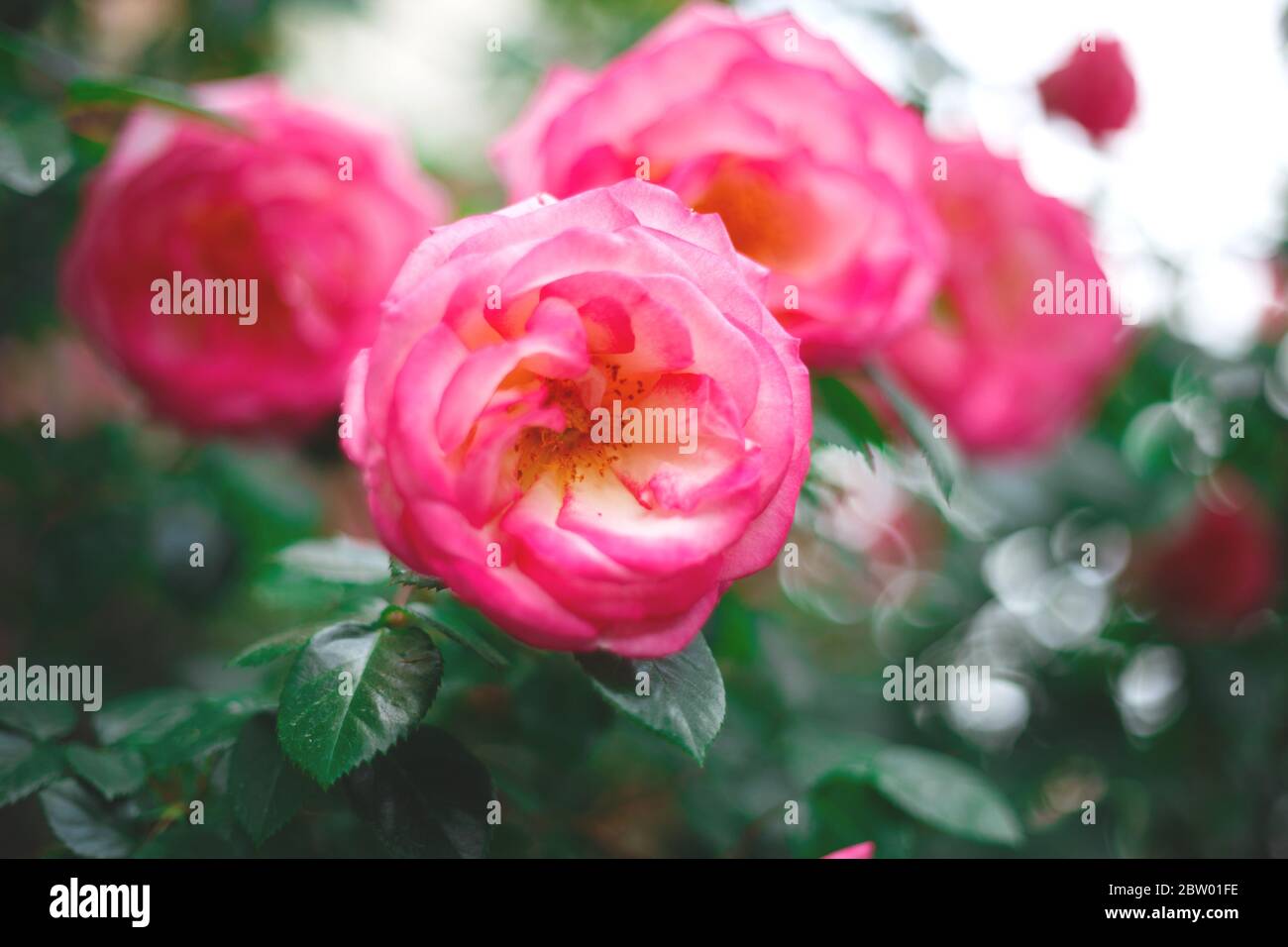 beautiful blooming bush pink roses in lush greenery Stock Photo - Alamy