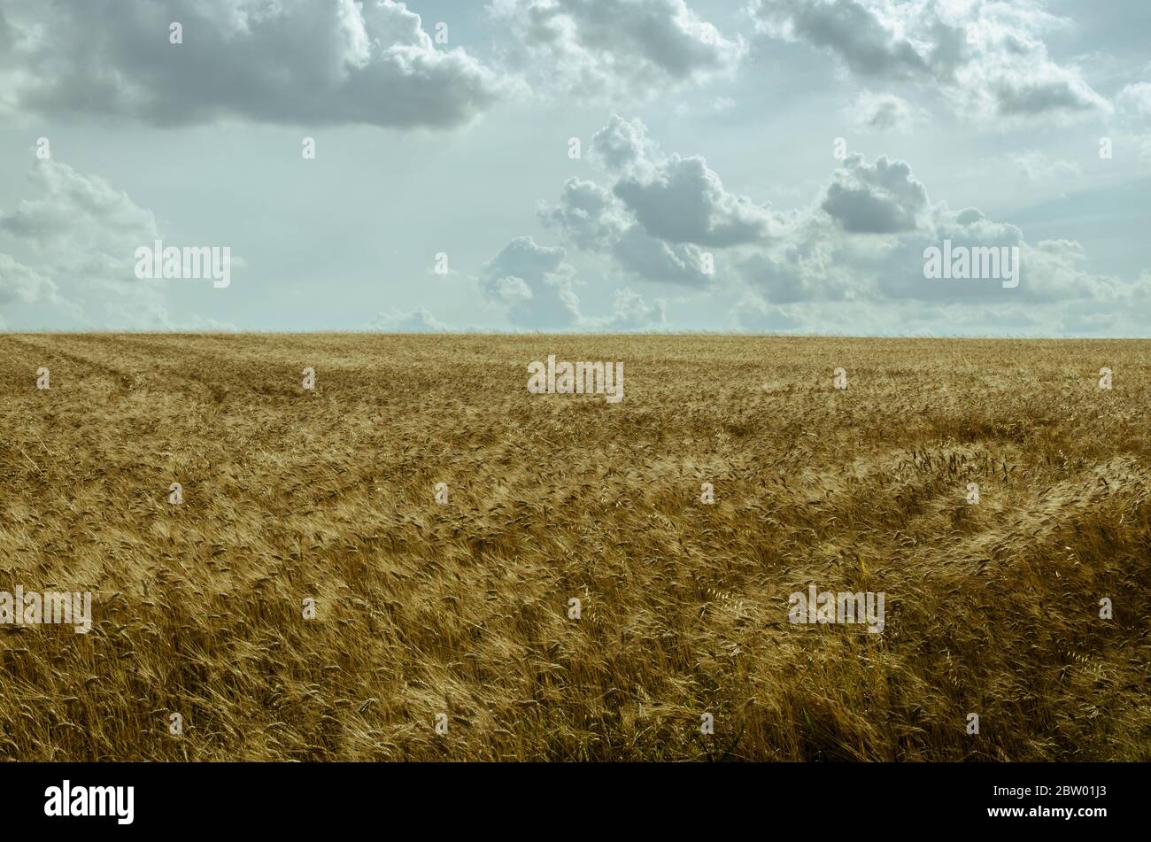 idyllic golden field in beautiful summer countryside Stock Photo - Alamy