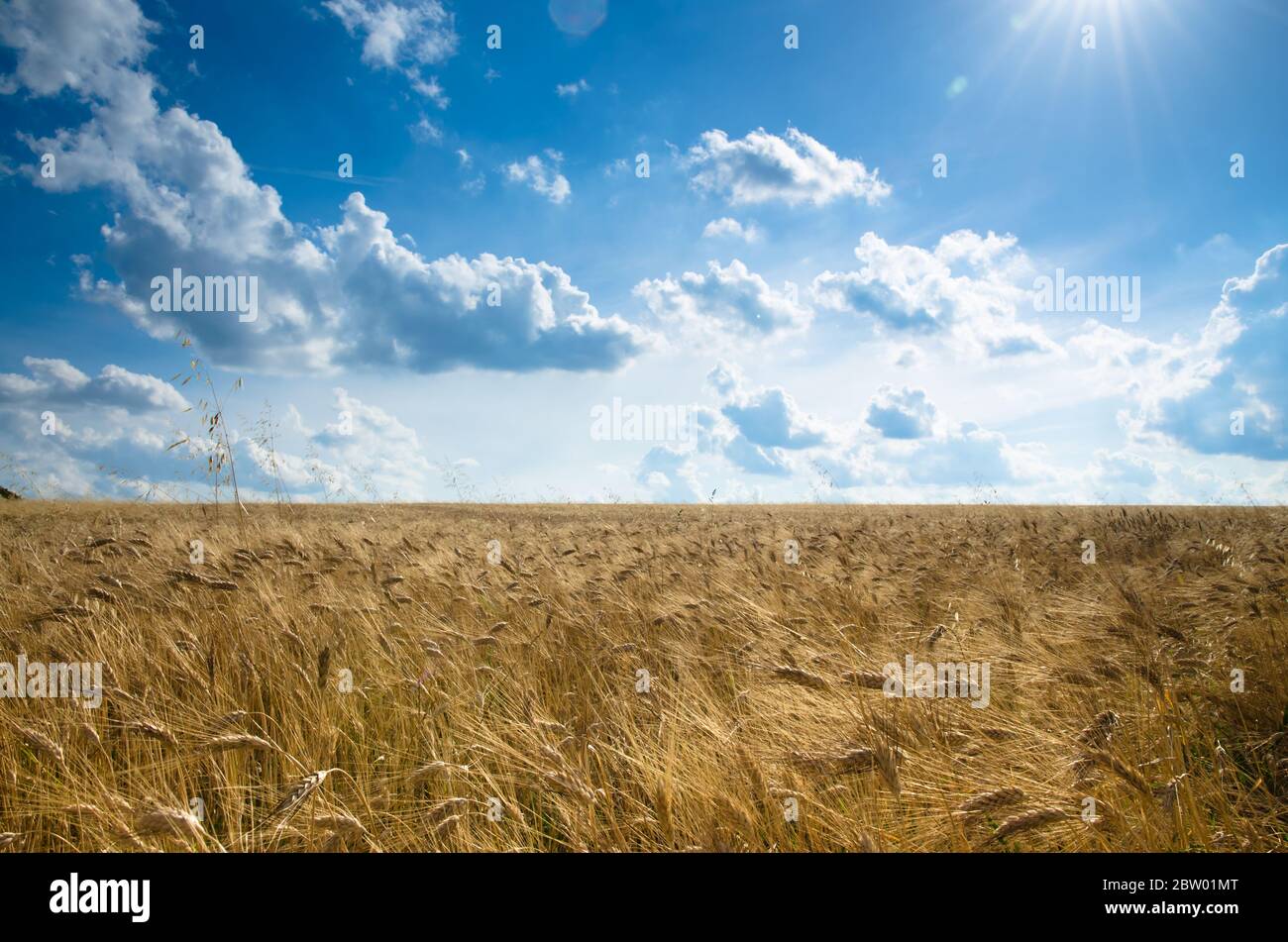idyllic golden field in beautiful summer countryside in golden hour ...