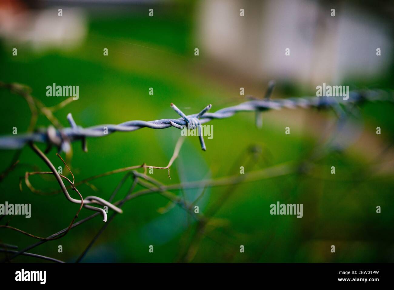Old and danger barbed wire closeup Stock Photo - Alamy
