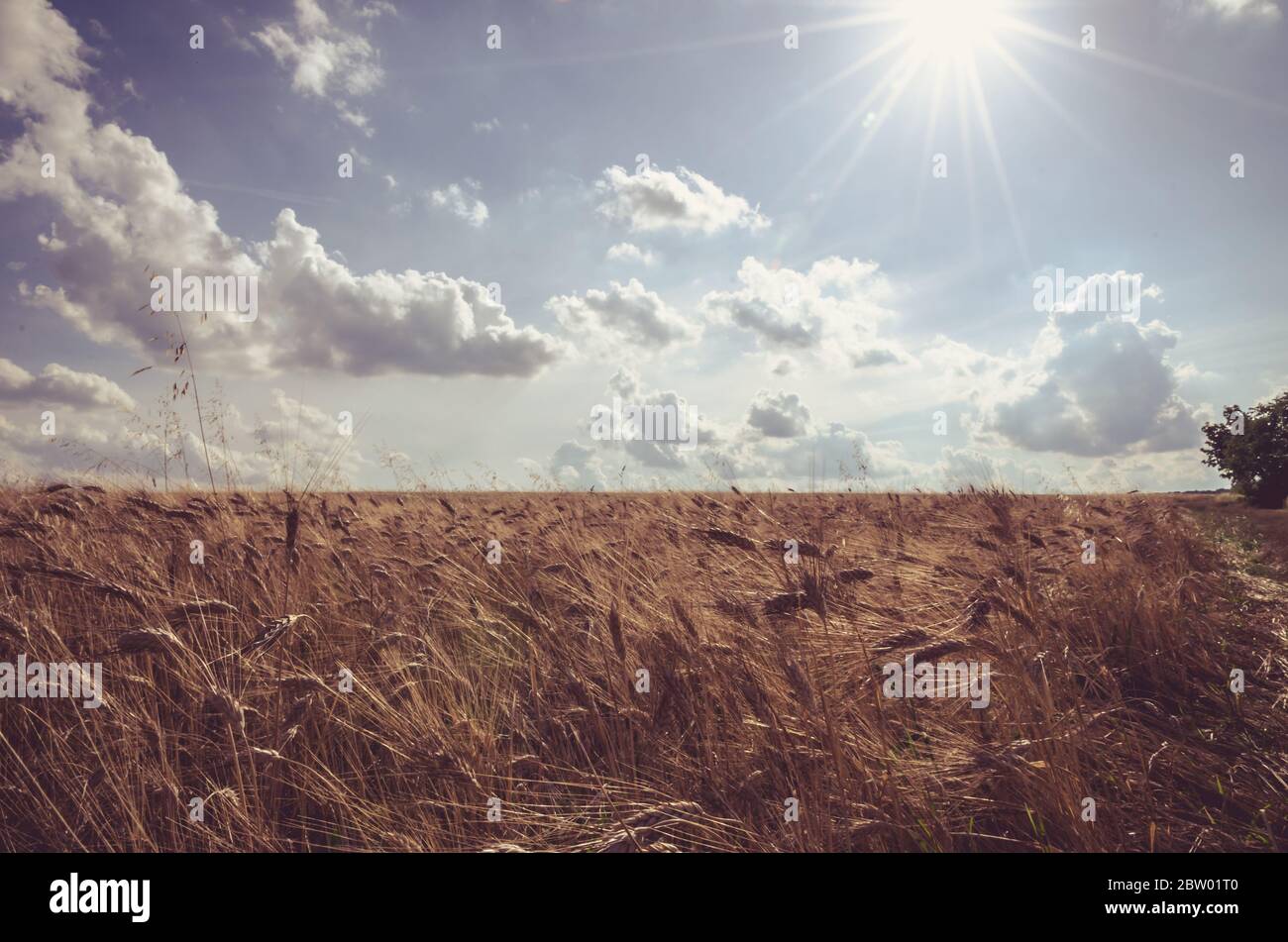 idyllic golden field in beautiful summer countryside Stock Photo - Alamy