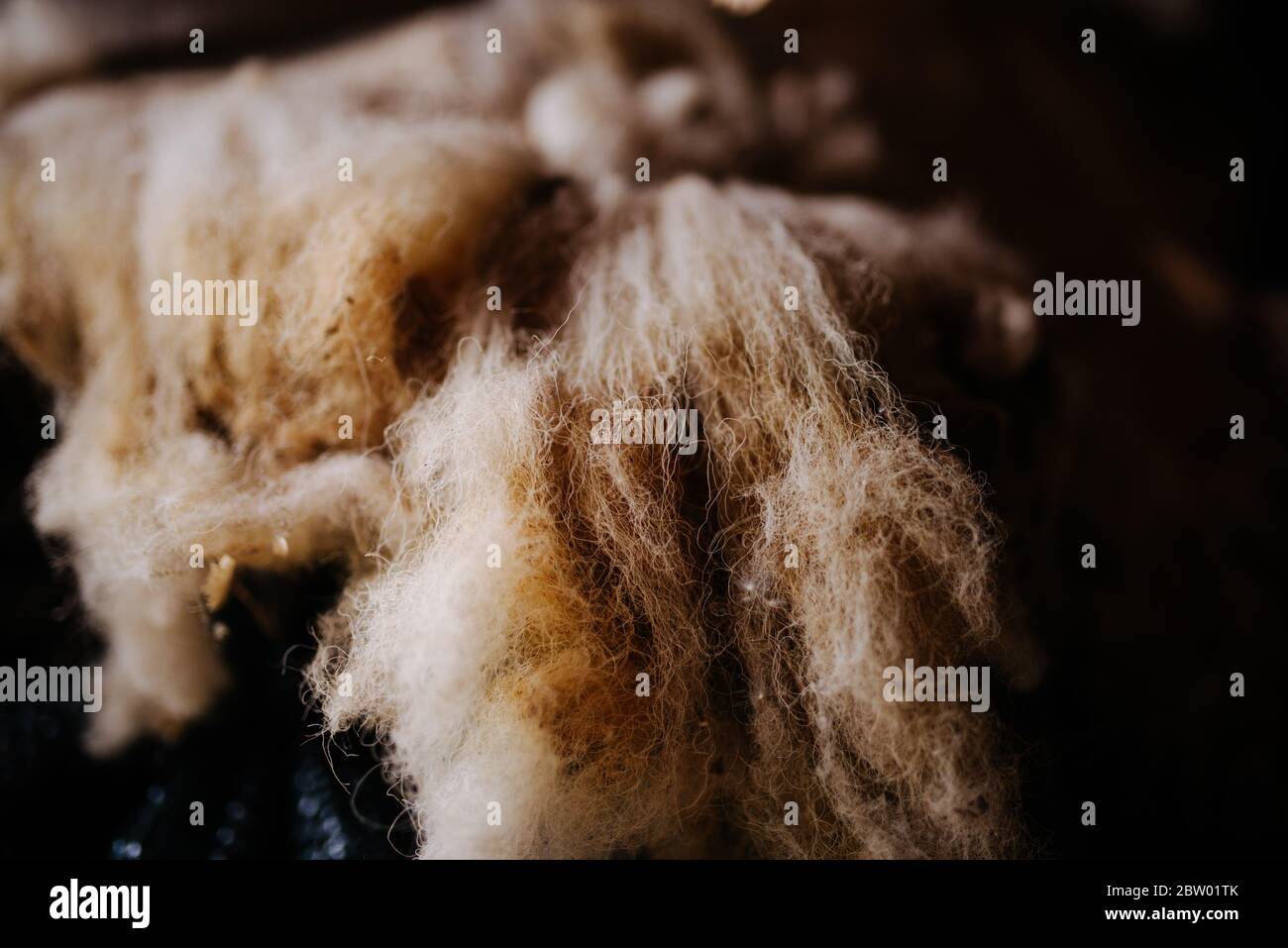 Scenery background of the raw sheep wool Stock Photo - Alamy