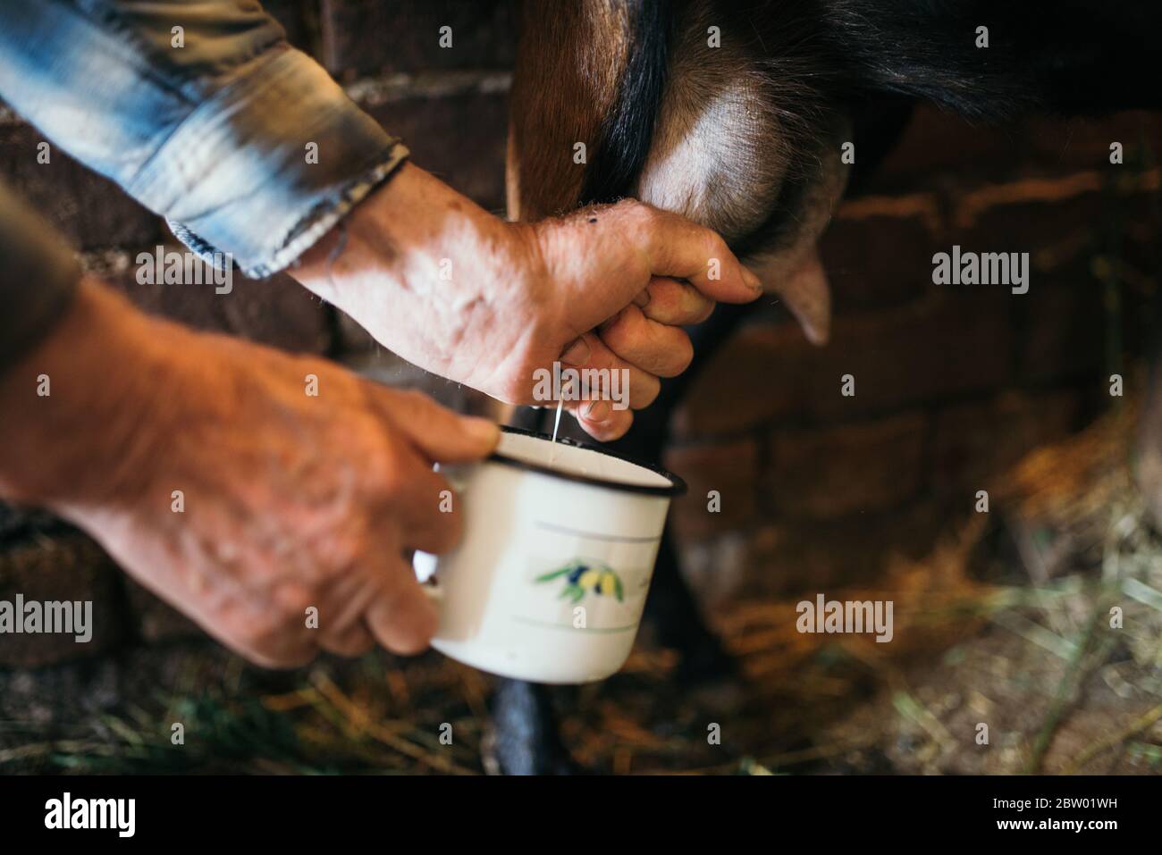 Milking procedure hi-res stock photography and images - Alamy