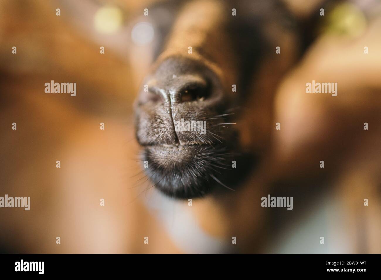Closeup of black goat muzzle Stock Photo - Alamy