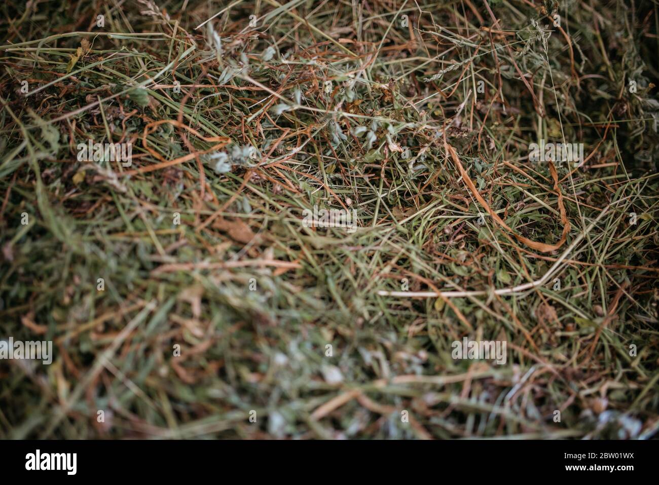 Details of colorful grass closeup Stock Photo - Alamy