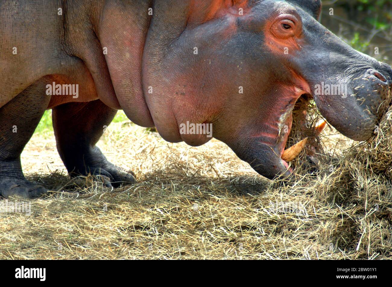 Hippo opens his mouth wide as he eats hay. His large teeth show. Image ...