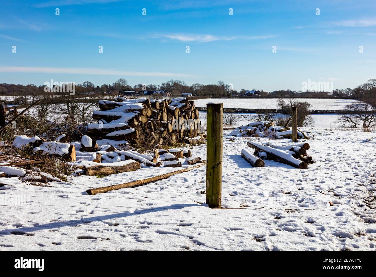 New forest national park ponies winter hi-res stock photography and ...