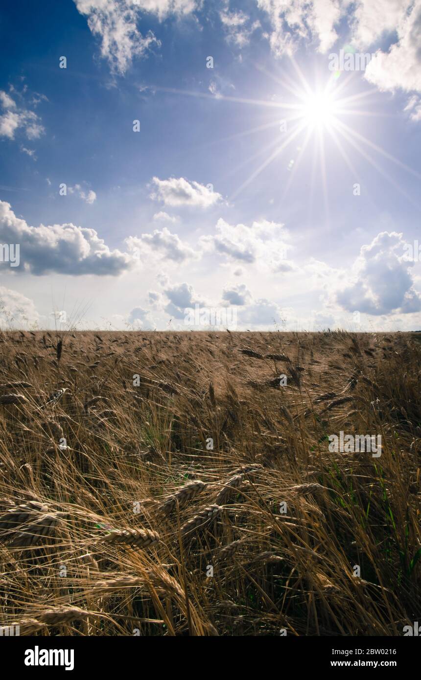 sunshine and golden field in beautiful summer countryside Stock Photo ...
