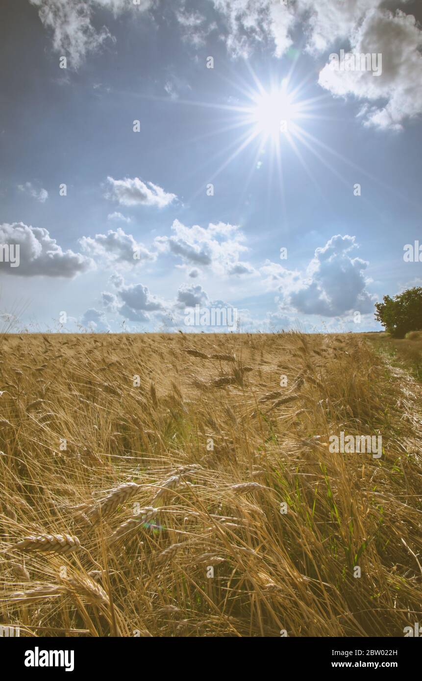 idyllic golden field in beautiful summer countryside Stock Photo - Alamy