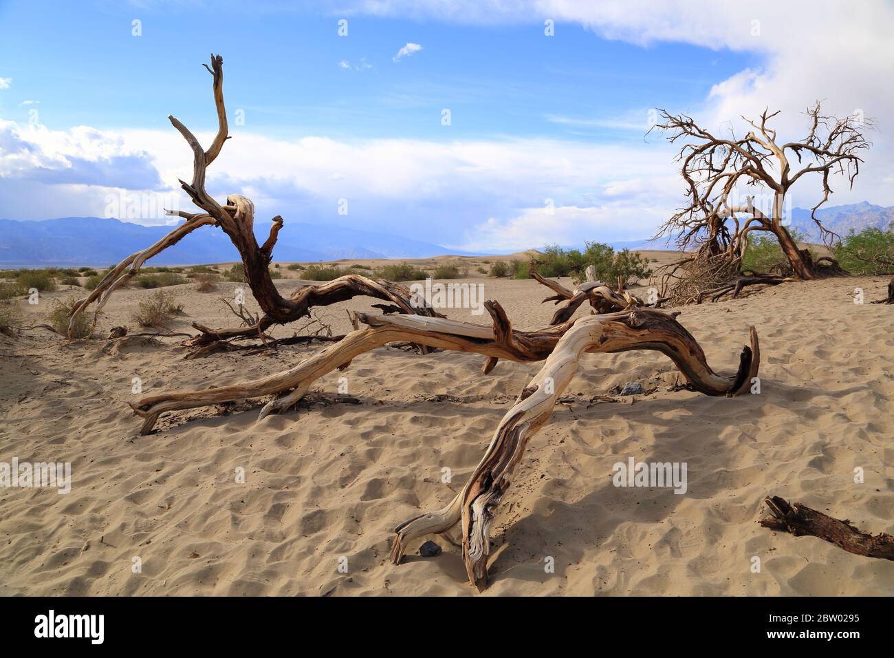 A bone Dry tree lying in the desert sand Stock Photo - Alamy
