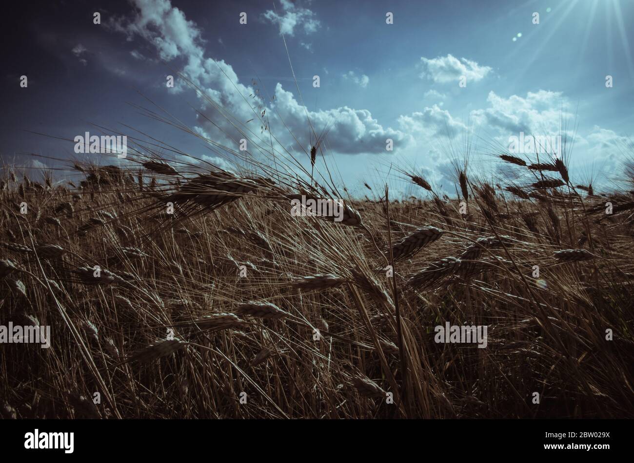 golden field in beautiful summer countryside Stock Photo - Alamy