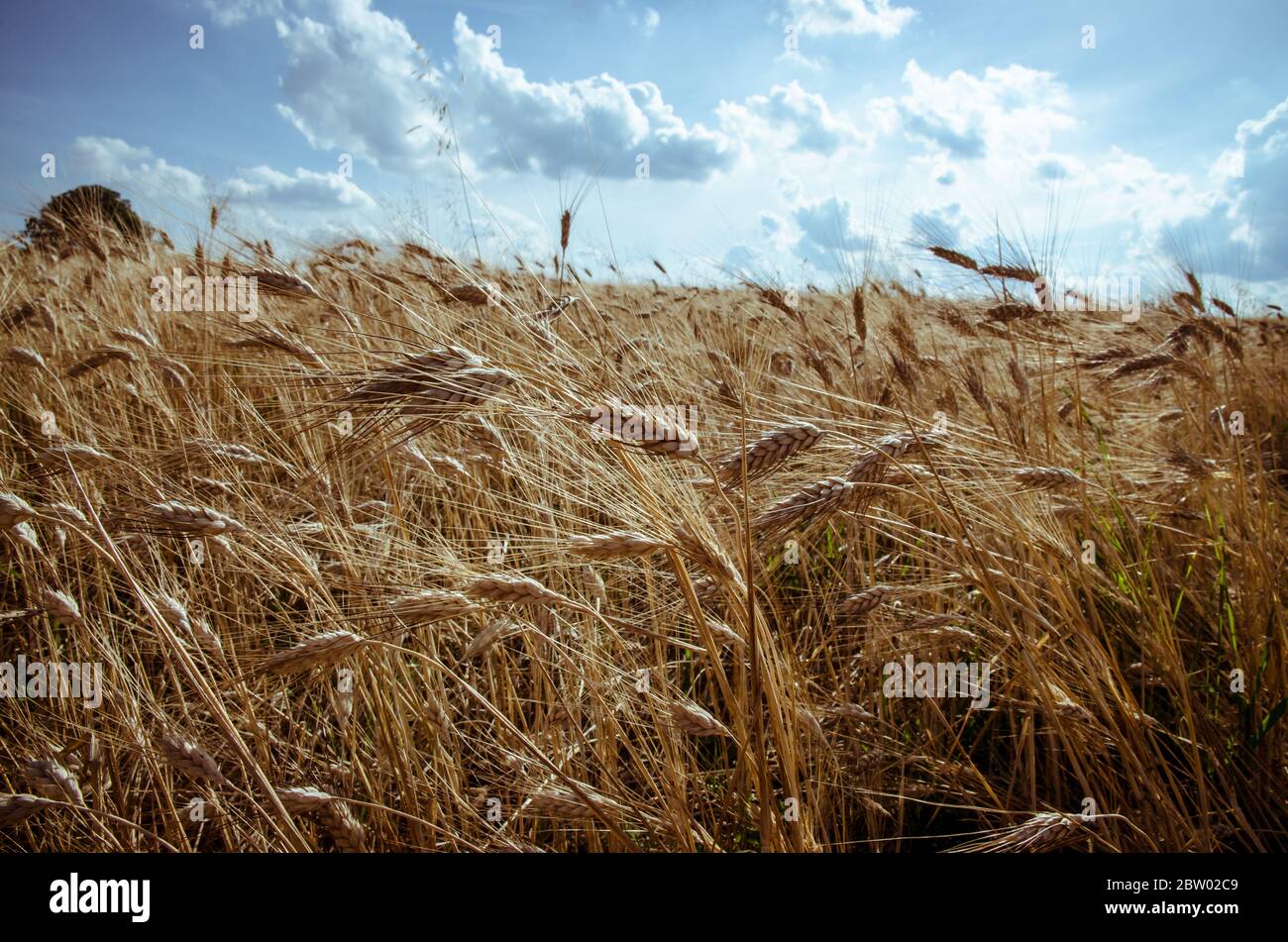 golden field in beautiful summer countryside Stock Photo - Alamy