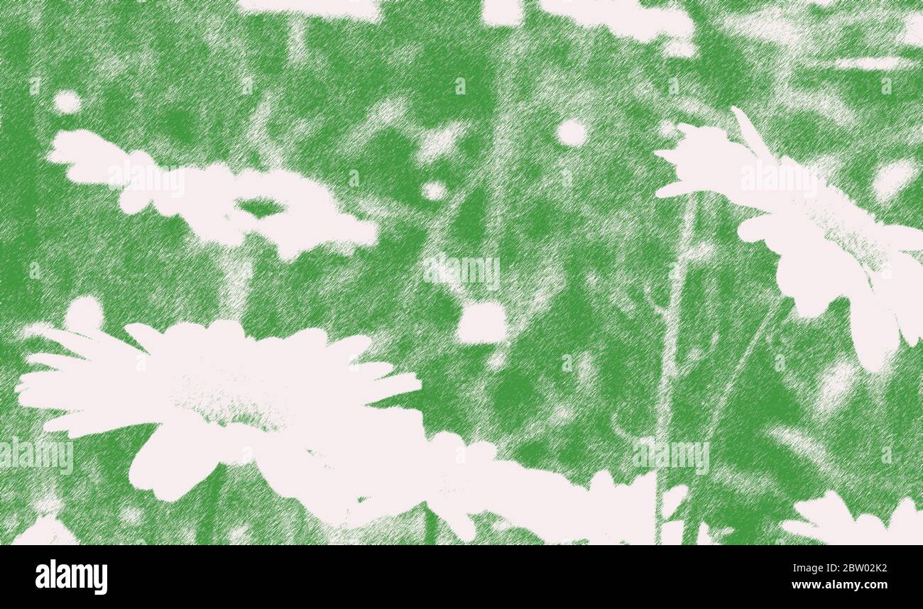Daisies growing in spring meadow with graphic pen effect applied, green ...