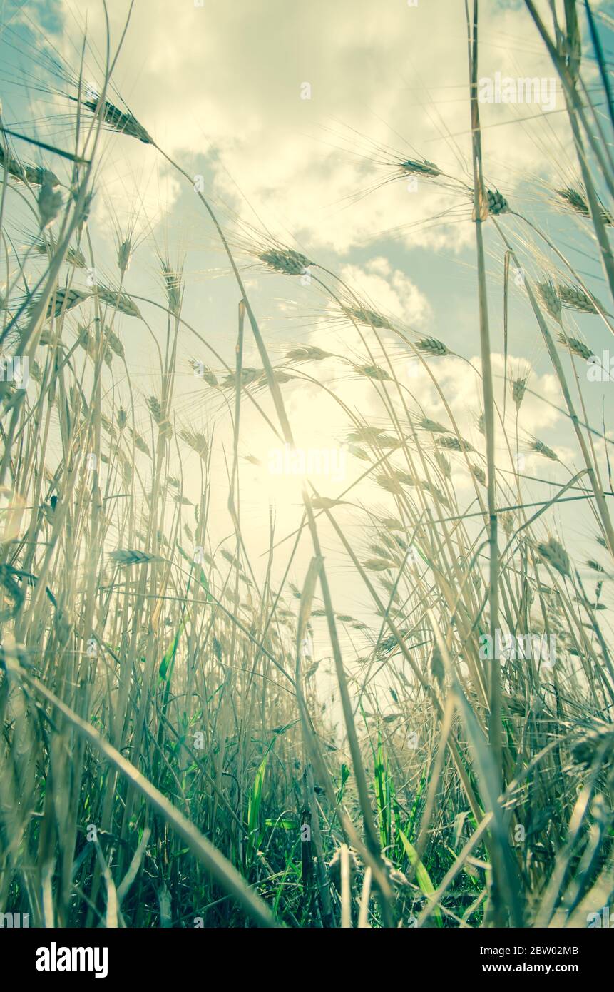 Sun spikes effect hi-res stock photography and images - Alamy