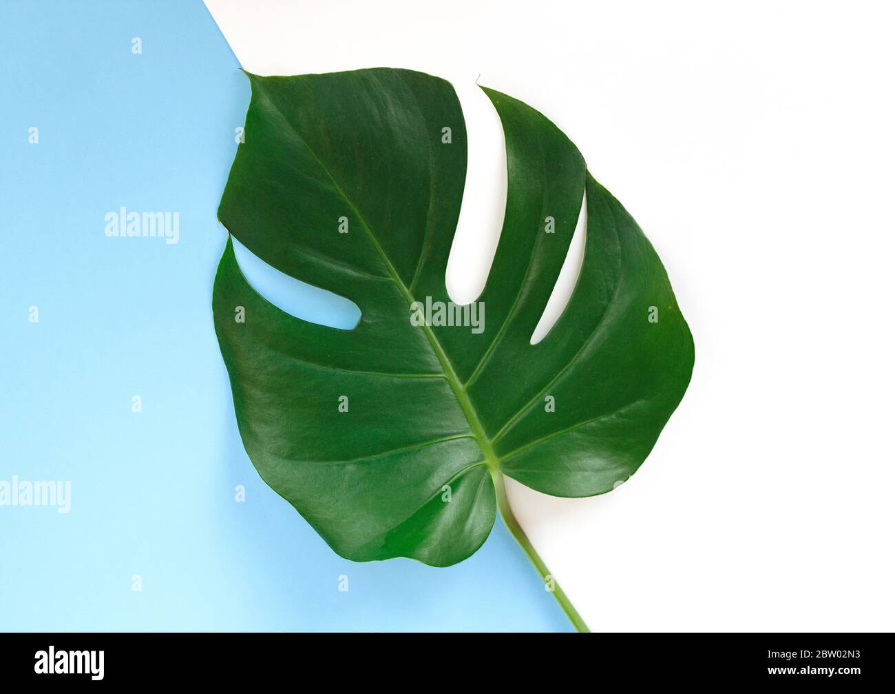 Monstera branch on a blue and white background Stock Photo - Alamy