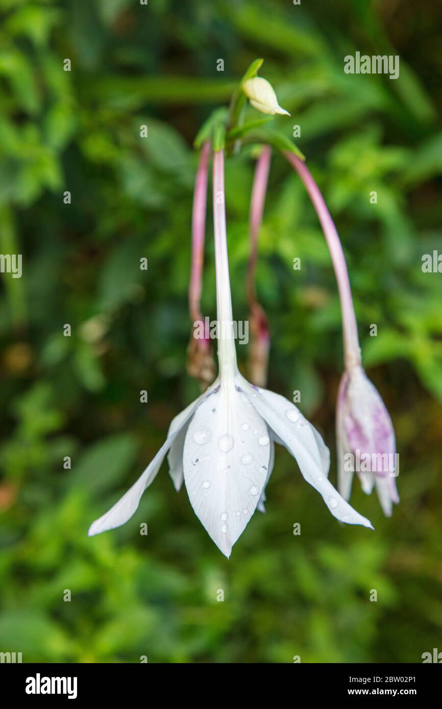 White drooping hi-res stock photography and images - Alamy