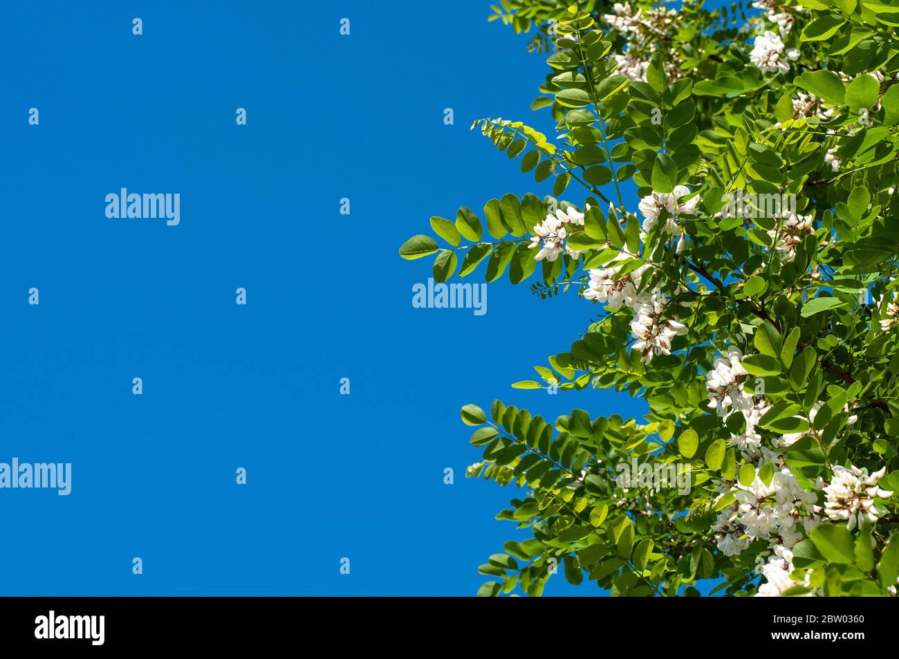 branches of a black locust tree with hanging flowers and green leaves ...
