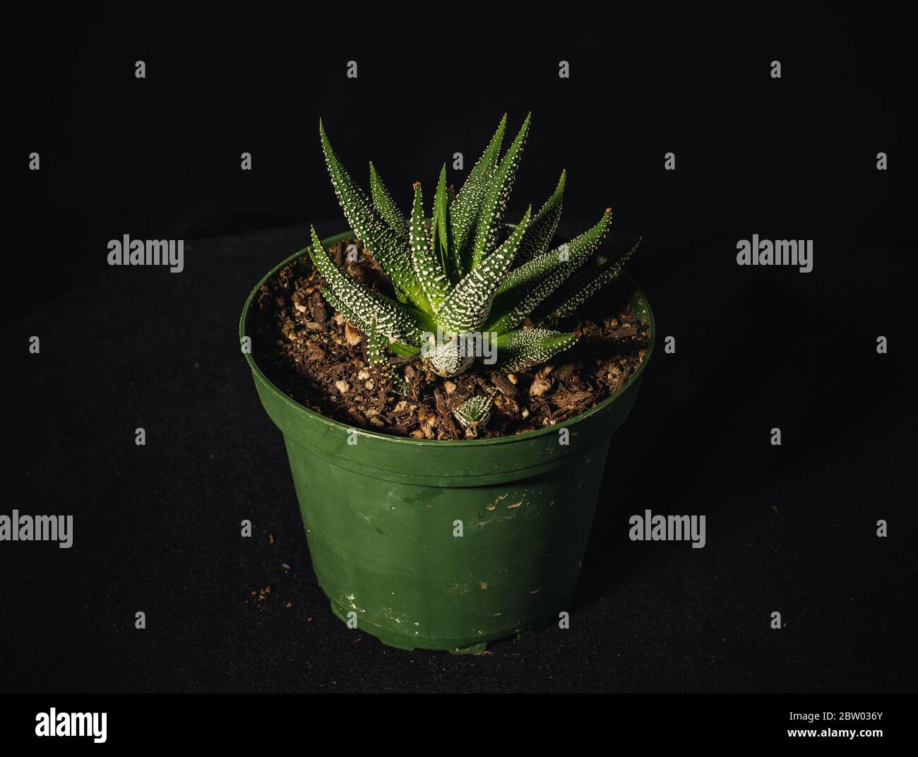 Potted zebra plant succulent, aka Haworthia Fasciata. Black background ...