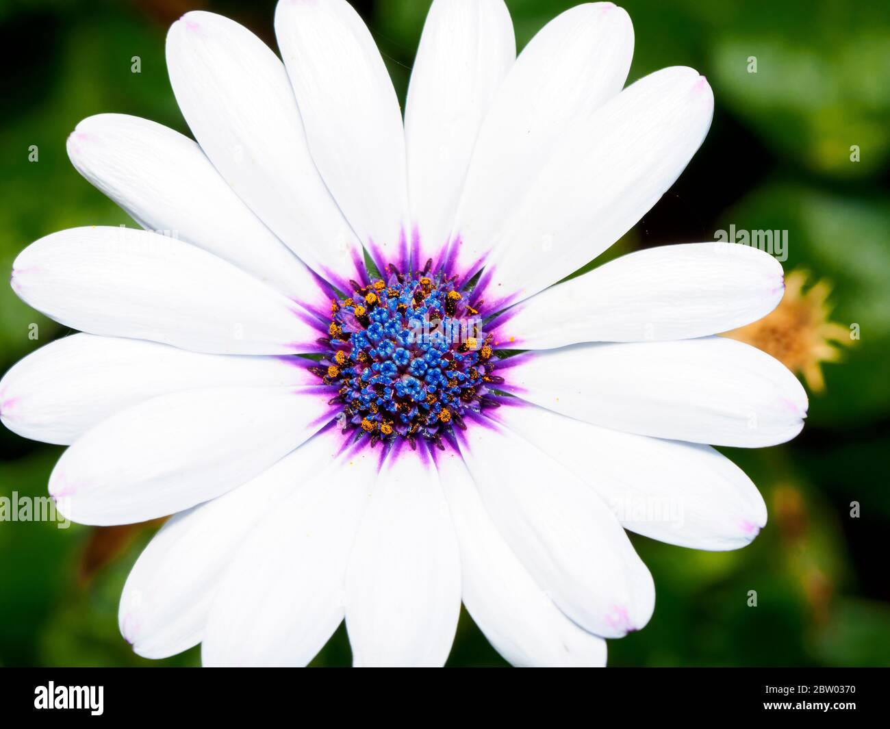 White african daisy known hi-res stock photography and images - Alamy