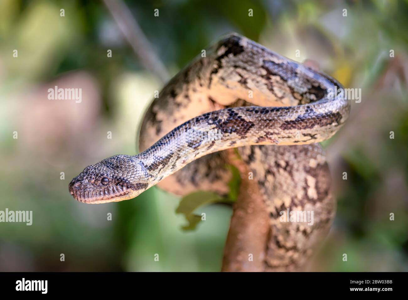 Madagascar tree boa - Sanzinia madagascariensis - in the tropical ...