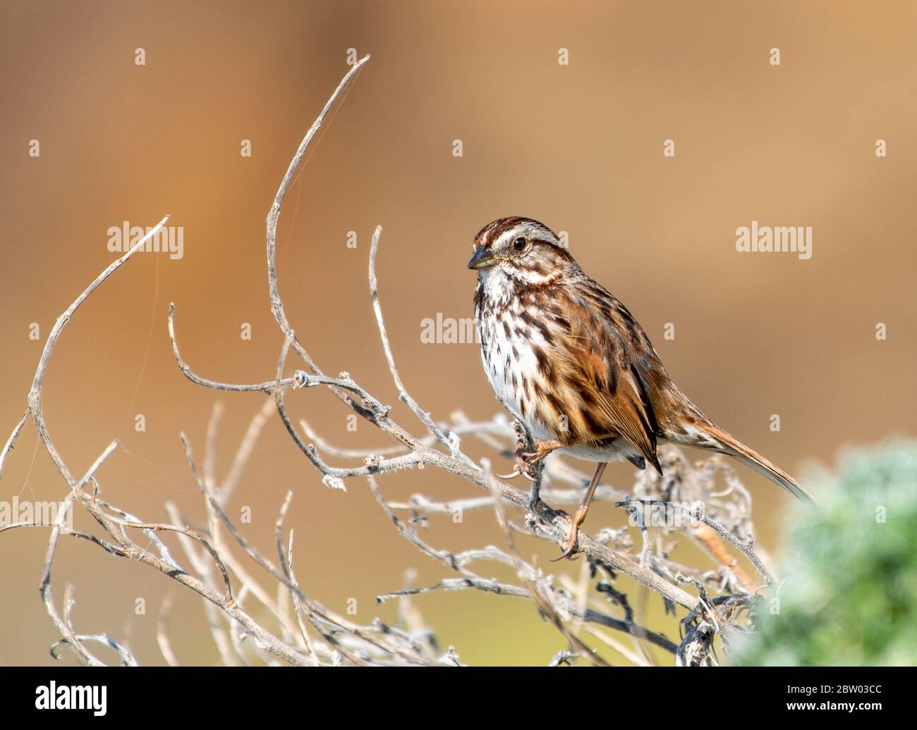 Song sparrow melospiza melodia hi-res stock photography and images - Alamy