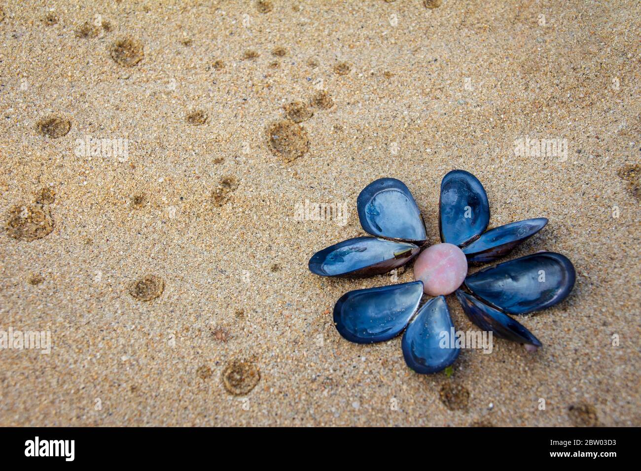 Sea leaflet design - blue shells on golden sand Stock Photo - Alamy