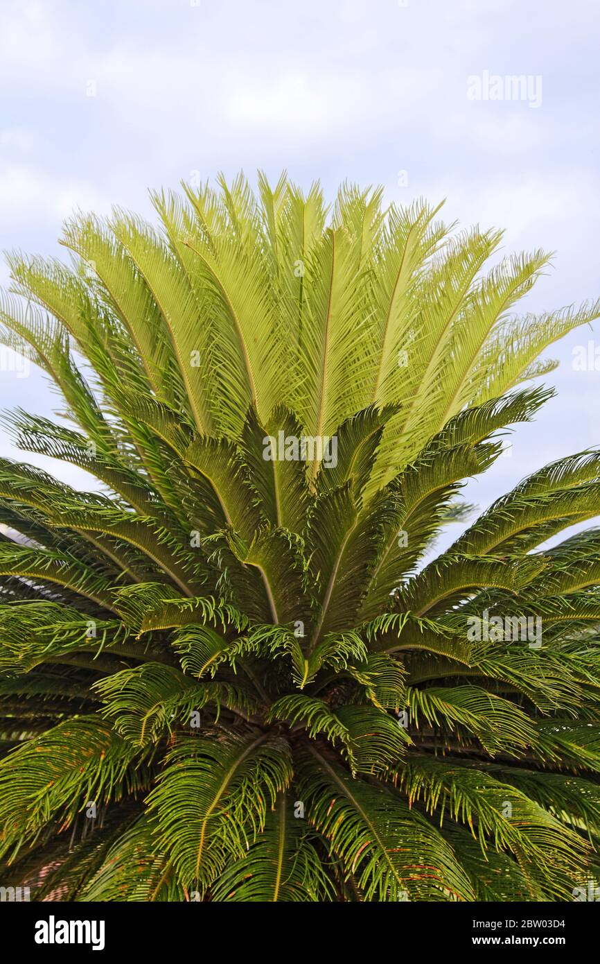 Cycas Family