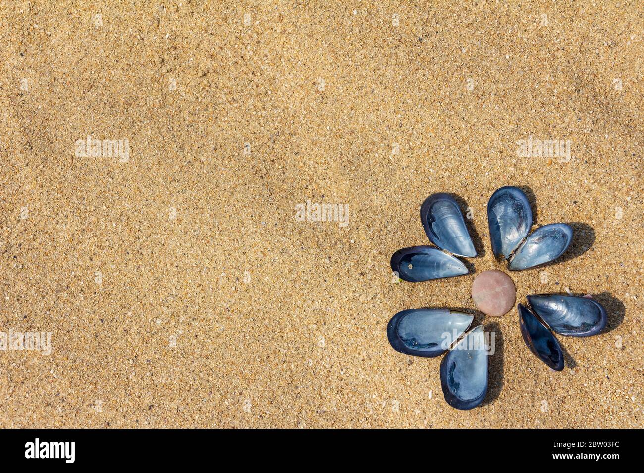 Clam Shell On Sand Background High Resolution Stock Photography and ...