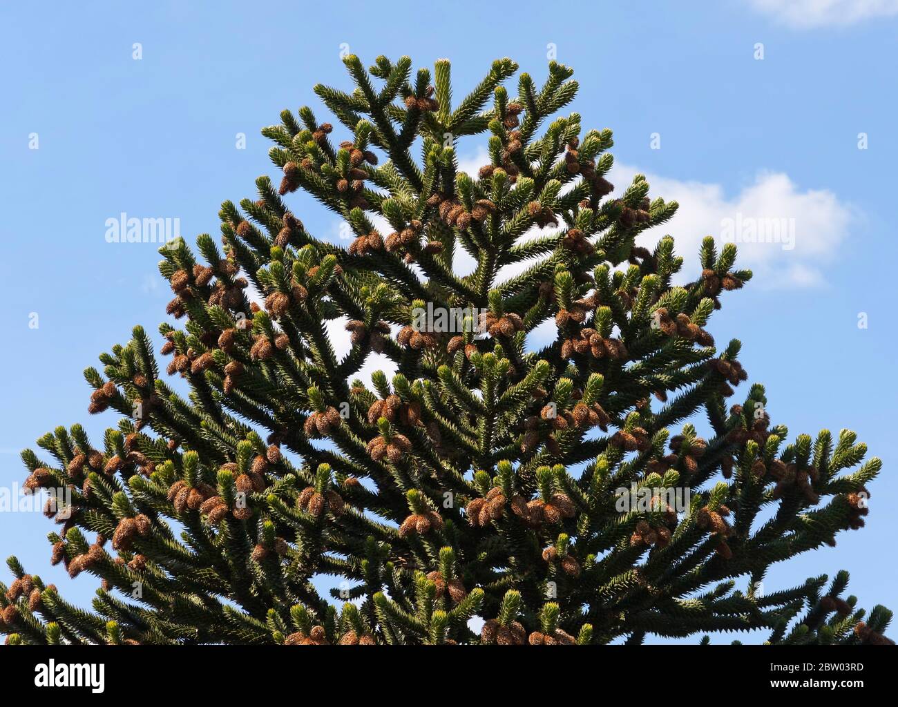 Female cones the monkey puzzle tree hi-res stock photography and images ...