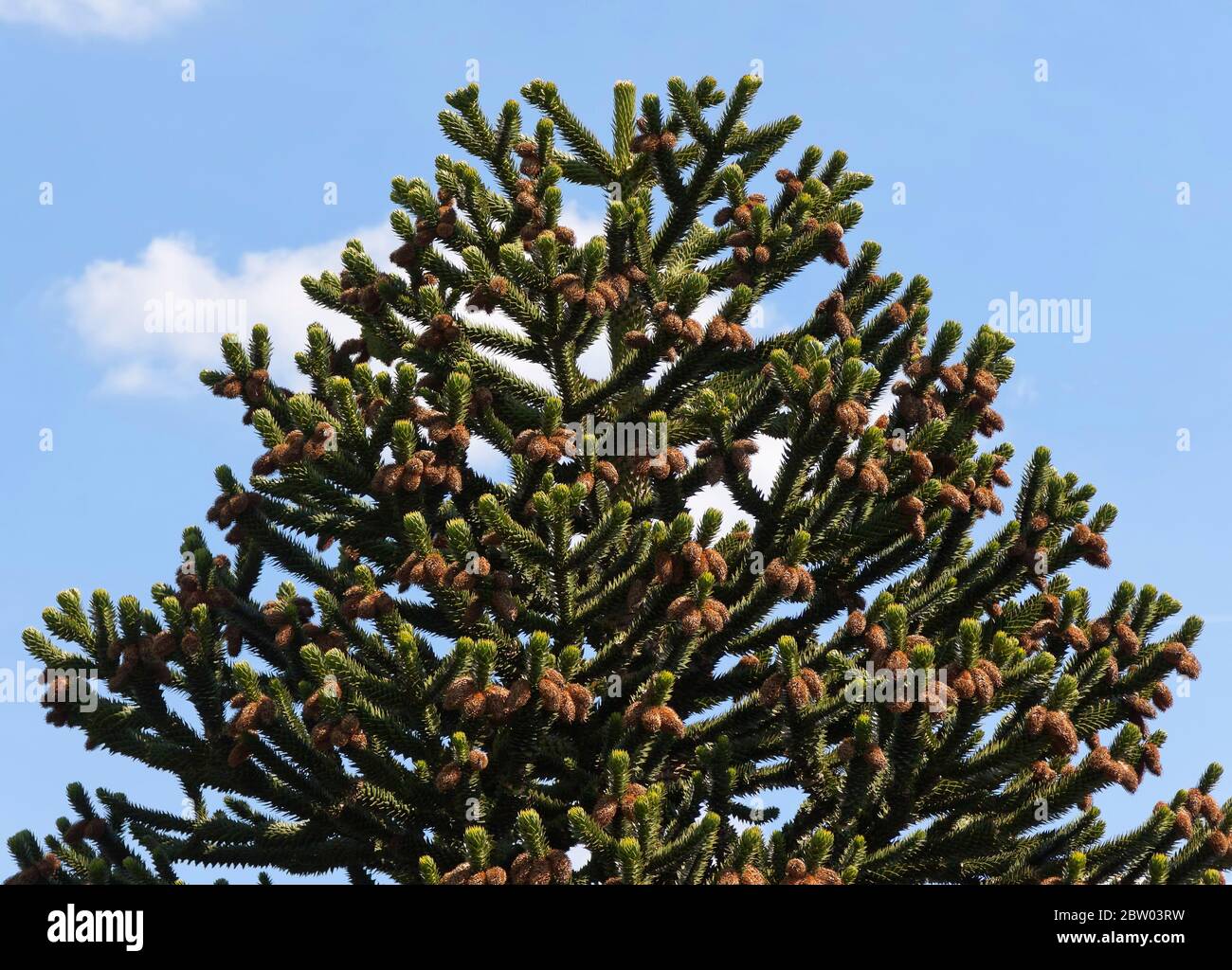 Araucaria Araucana Seed High Resolution Stock Photography and Images ...